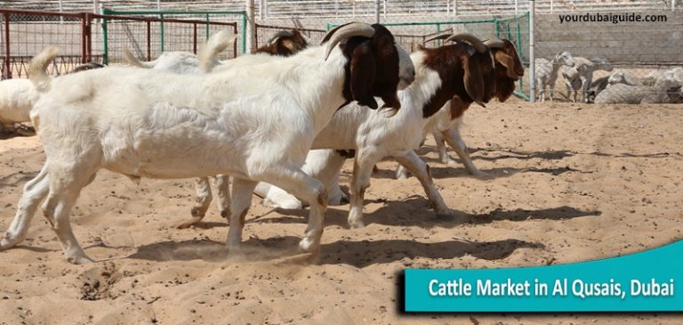 Cattle Market in Al Qusais, Dubai - Your Dubai Guide