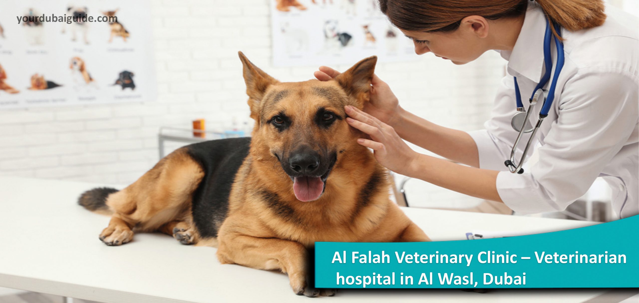 Al Falah Veterinary Clinic - Veterinarian hospital in Al Wasl, Dubai ...