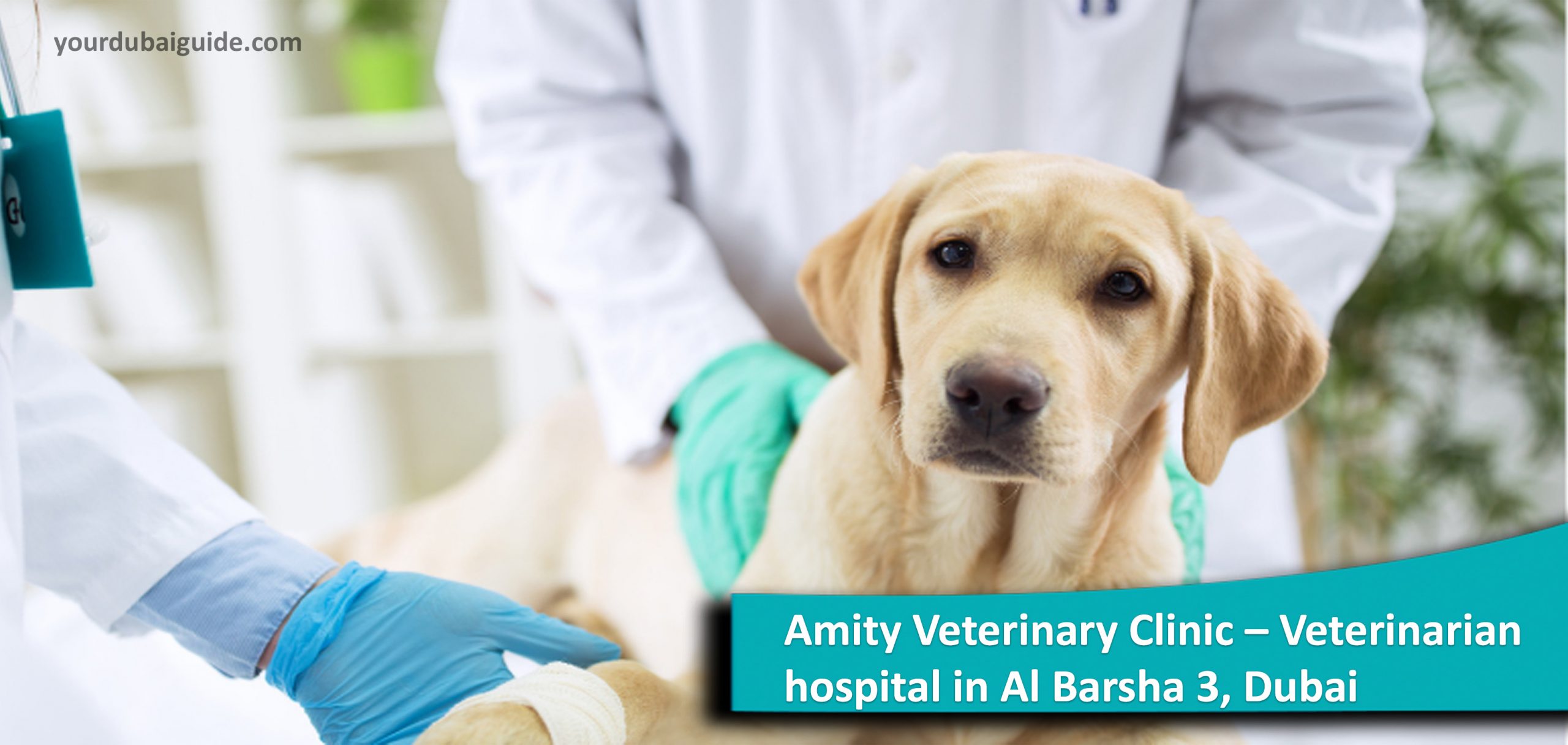 Amity Veterinary Clinic - Veterinarian hospital in Al Barsha 3, Dubai ...