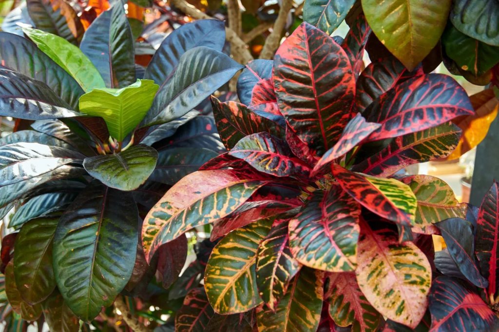 Croton Plant - Why It is Called Joy of a Plants - Your Dubai Guide
