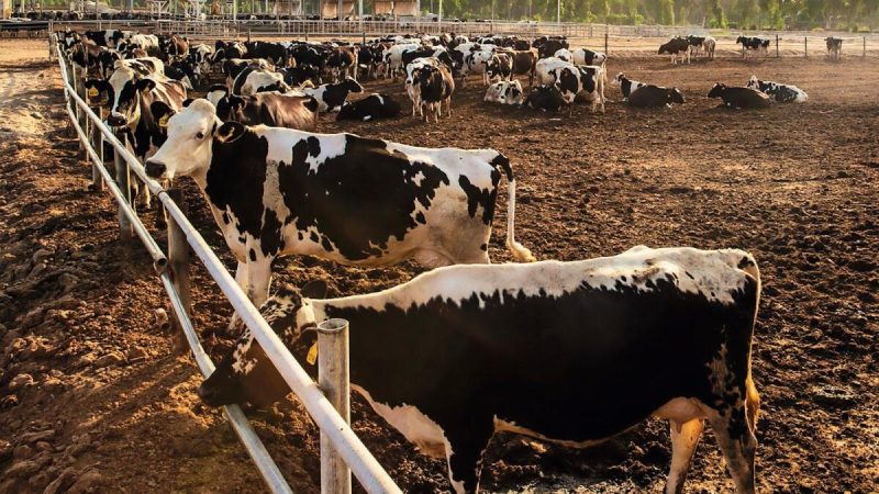 # 9 Best Farms to visit in Dubai: 9 bestfarms in Dubai,UAE - Your Dubai ...