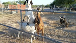 # 9 Best Farms to visit in Dubai: 9 bestfarms in Dubai,UAE - Your Dubai ...