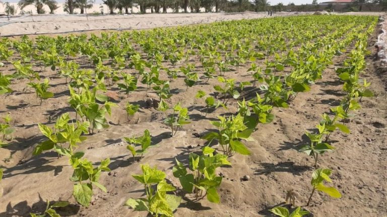 # 9 Best Farms to visit in Dubai: 9 bestfarms in Dubai,UAE - Your Dubai ...