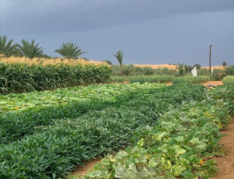 # 9 Best Farms to visit in Dubai: 9 bestfarms in Dubai,UAE - Your Dubai ...