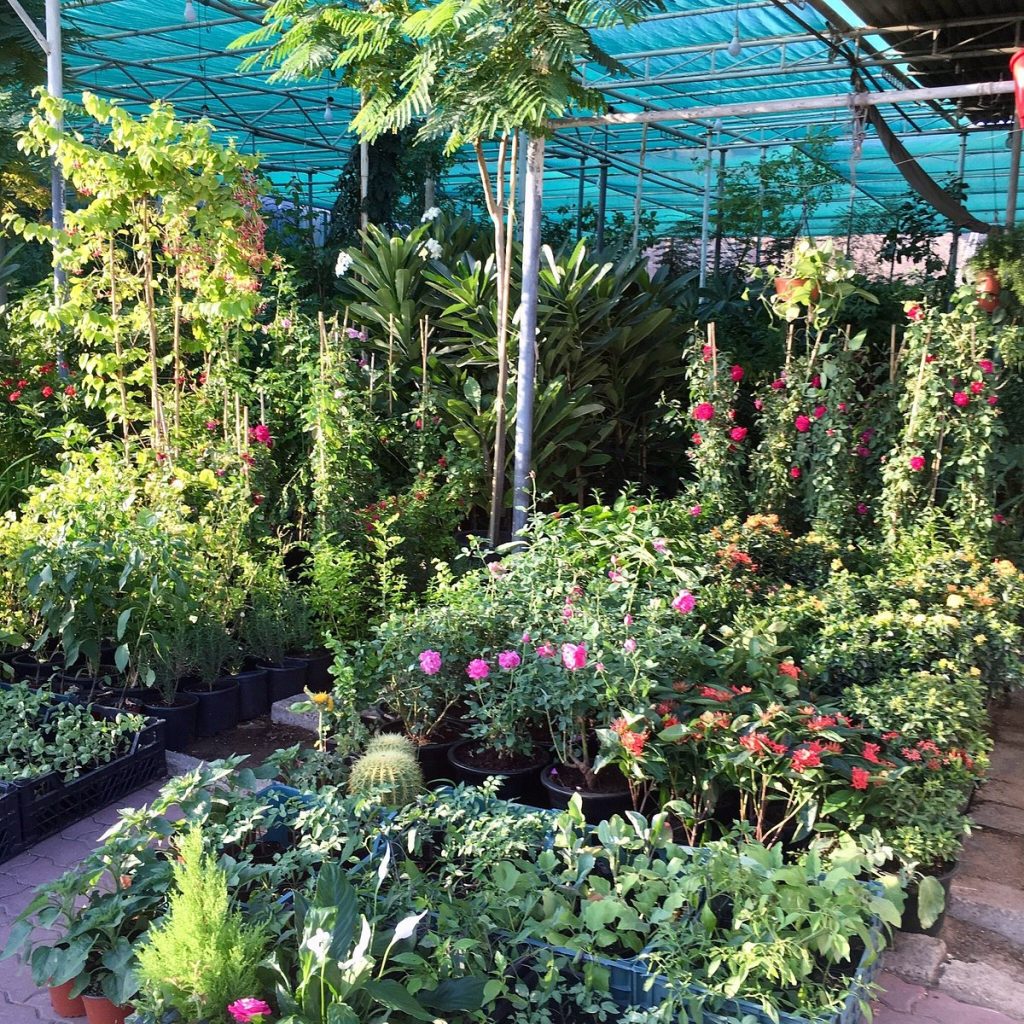 Masafi Friday Market UAE Location, Open timings, M(u)ost Buy Items, How ...