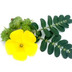 FNP Dubai in Al Asayel street, Dubai Phone Number, Email, Address ...